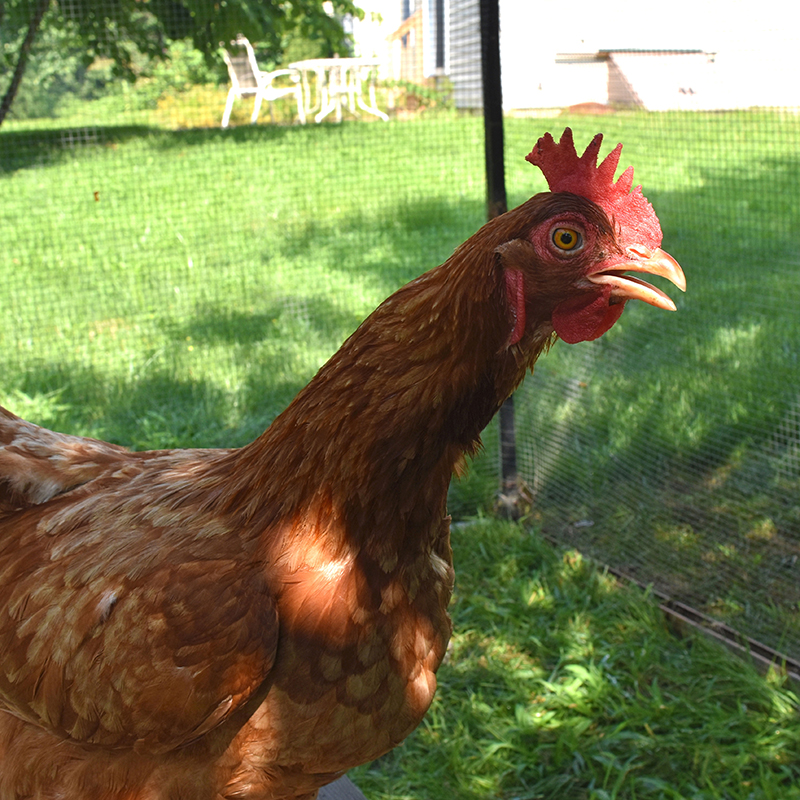 The Peddie School | The Fab 4 Middleton Hens: Charlotte "The Worm ...