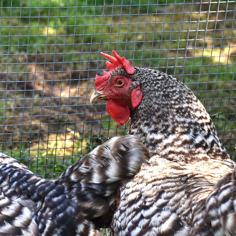 The Peddie School | The Fab 4 Middleton Hens: India "The bully" - The Peddie School