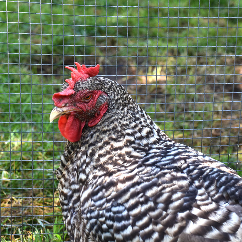 The Peddie School | The Fab 4 Middleton Hens: Midnight "The Granma ...
